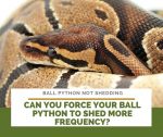 5 Facts About Ball Python Not Shedding Exposed!
