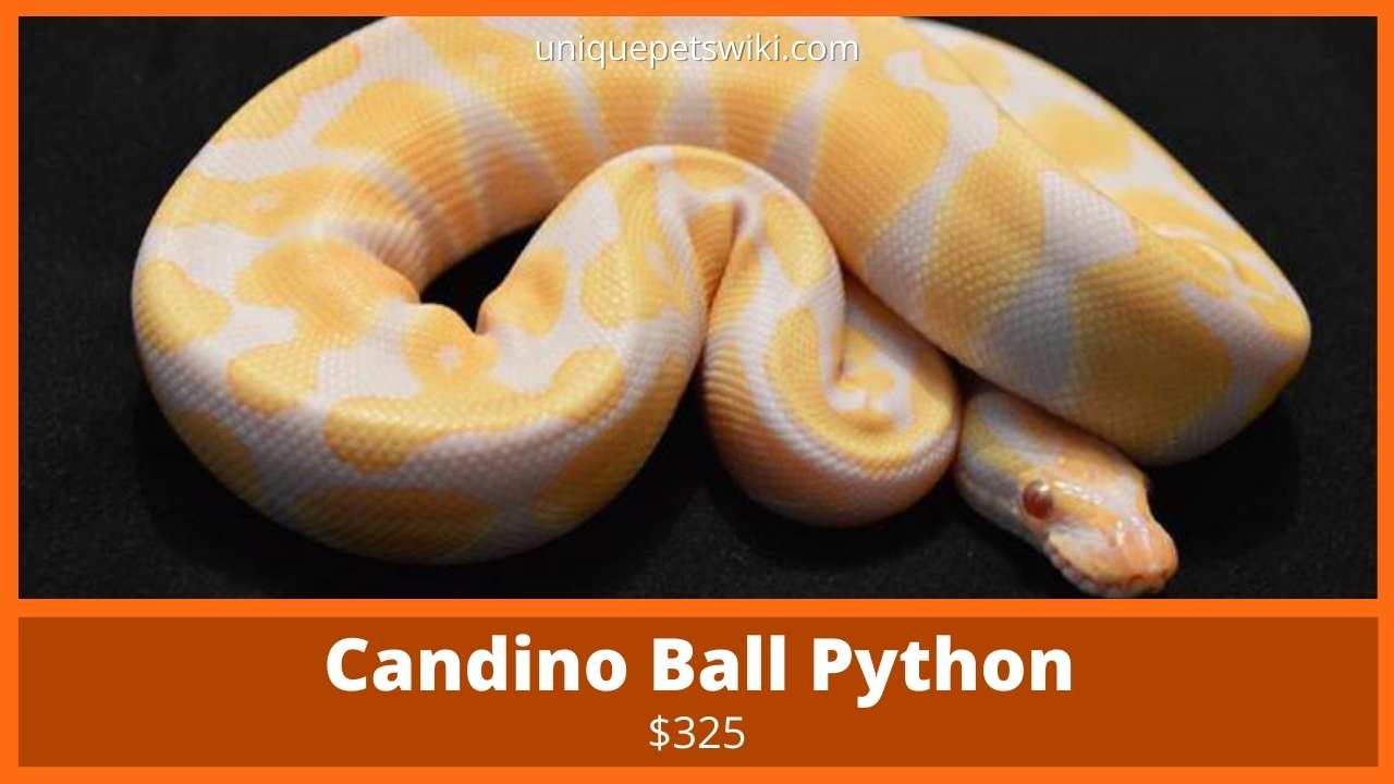 58 Ball Python Morphs: A-Z Morph Color List (With Pictures)