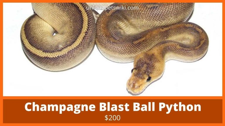 58 Ball Python Morphs: A-Z Morph Color List (With Pictures)