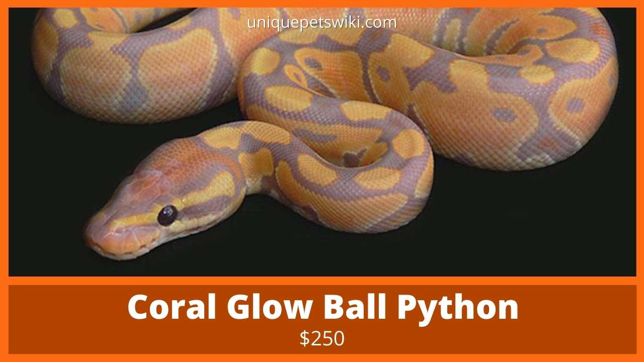 58 Ball Python Morphs: A-Z Morph Color List (With Pictures)