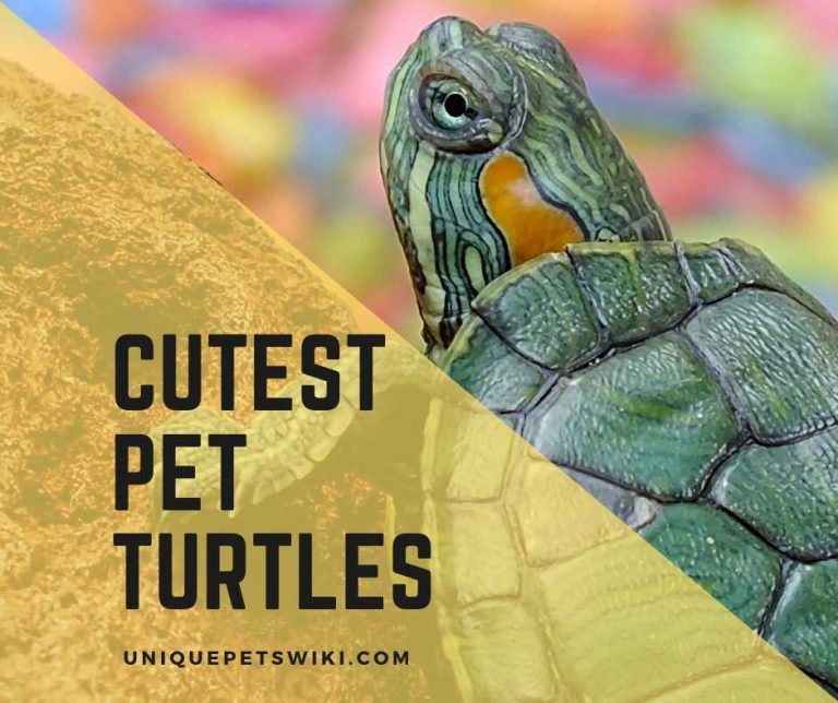 Cutest Pet Turtles (Photos + Exclusive Video included)