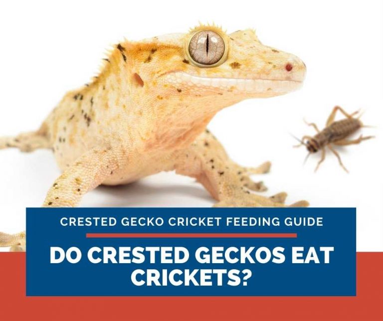 Crested Gecko Cricket Feeding Guide - Do It Right!