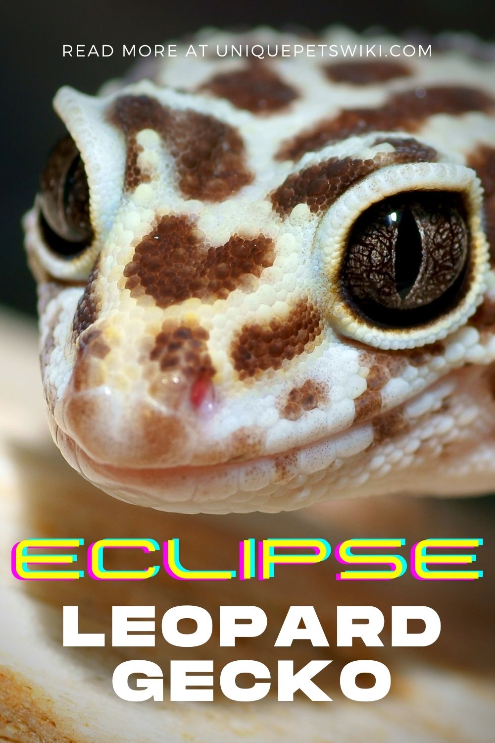 Eclipse Leopard Gecko - Morph Profile with Pictures and Basic Care