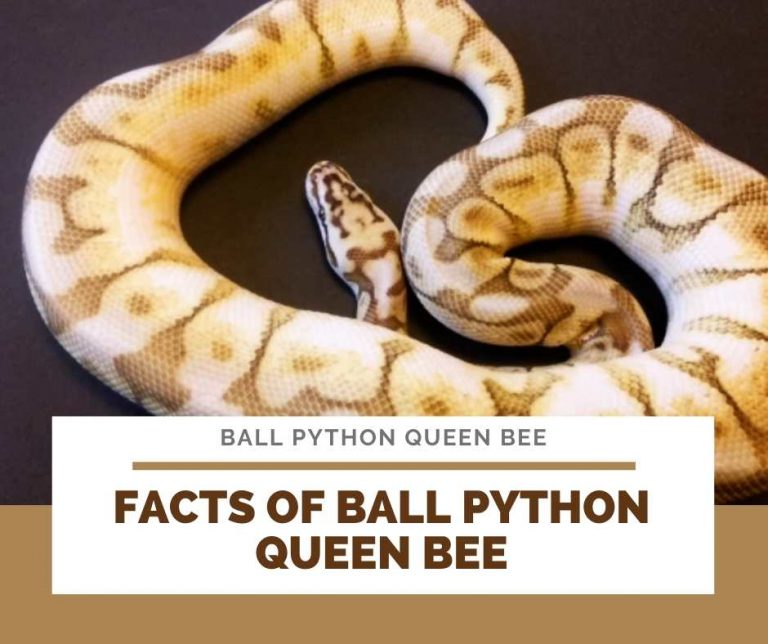 Ball Python Queen Bee: A Complete Guide With Pictures And Facts