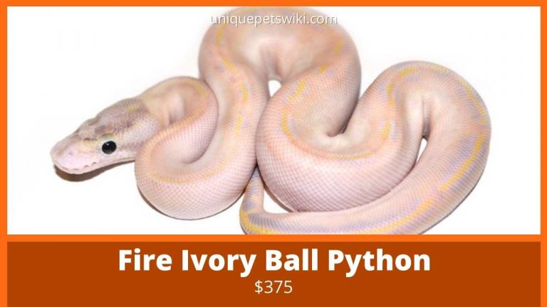 58 Ball Python Morphs: A-Z Morph Color List (With Pictures)