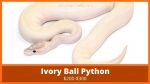 58 Ball Python Morphs: A-Z Morph Color List (With Pictures)