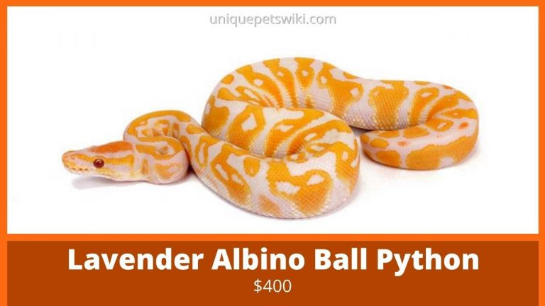 58 Ball Python Morphs: A-Z Morph Color List (With Pictures)