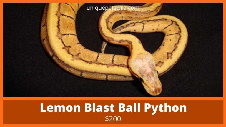 58 Ball Python Morphs: A-Z Morph Color List (With Pictures)