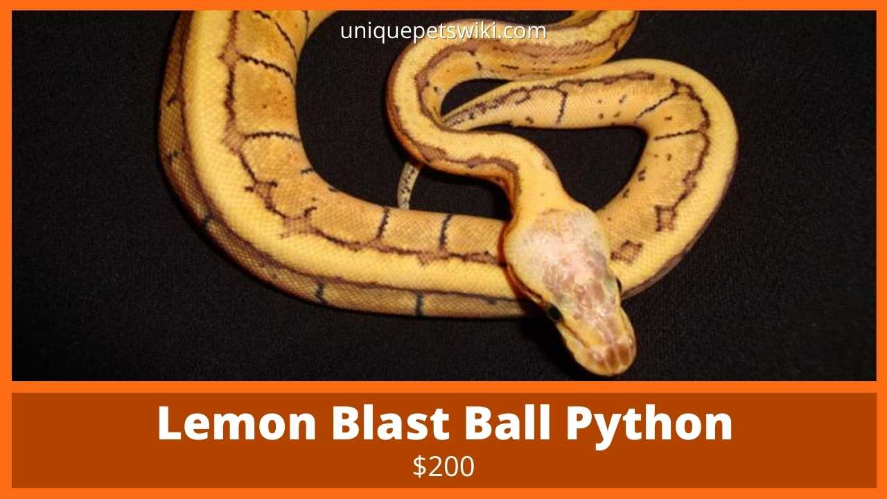 58 Ball Python Morphs: A-Z Morph Color List (With Pictures)