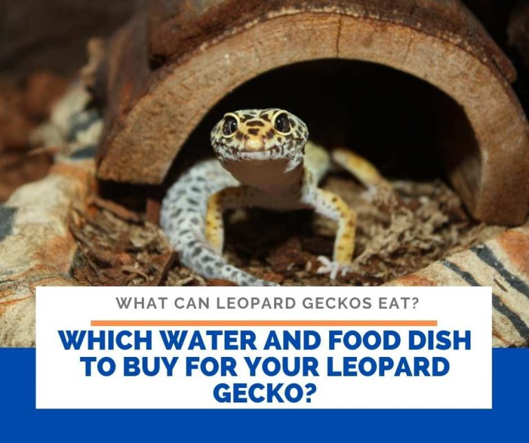 What Can Leopard Geckos Eat?