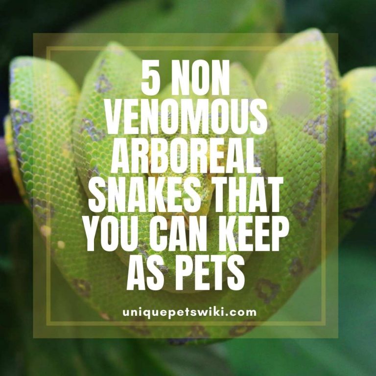 5 Non-Venomous Arboreal Snakes That You Can Keep As Pets