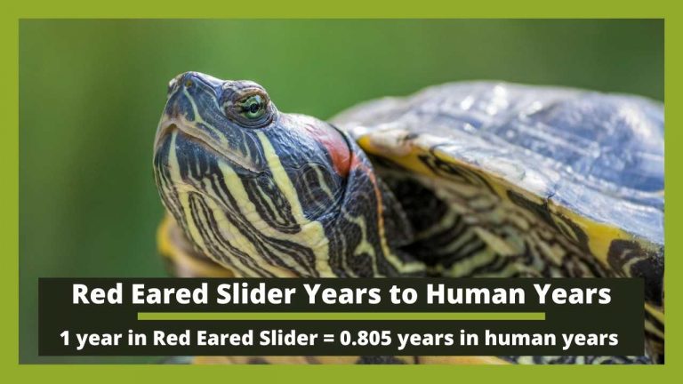 Original Reptile Years to Human Years Calculator