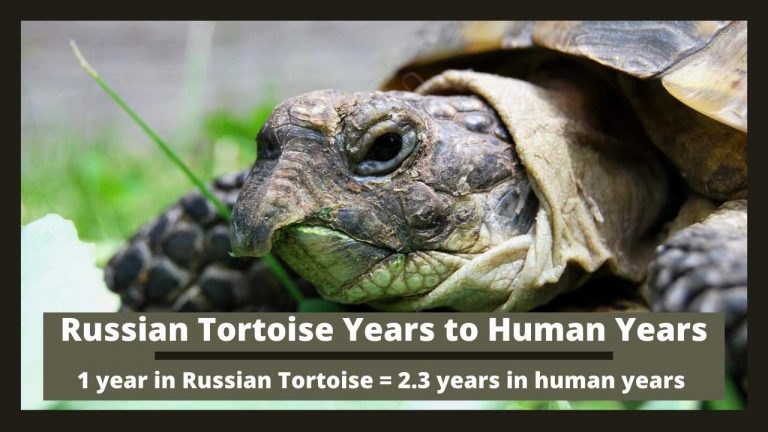 Original Reptile Years to Human Years Calculator