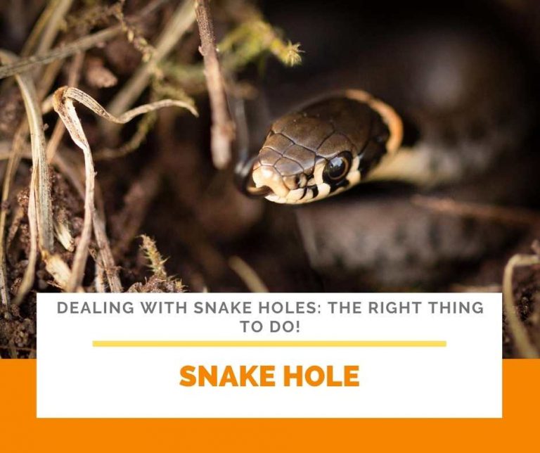 Dealing With Snake Holes: 04 Right Thing To Do!