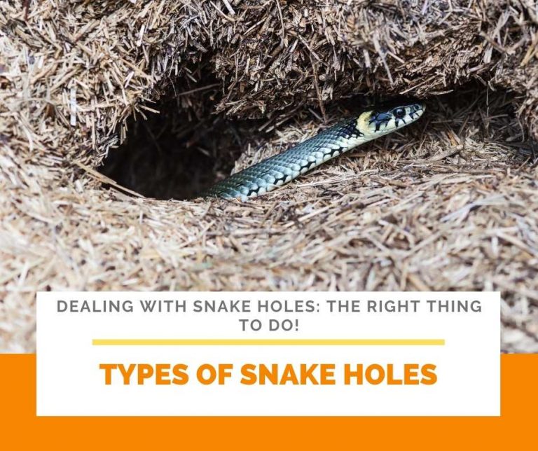 Dealing With Snake Holes: 04 Right Thing To Do!