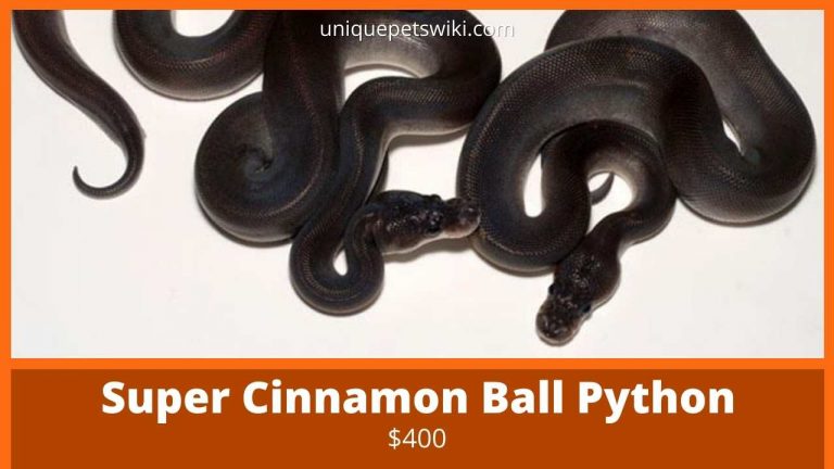 58 Ball Python Morphs: A-Z Morph Color List (With Pictures)