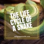 Life Cycle of a Snake (With Pictures)