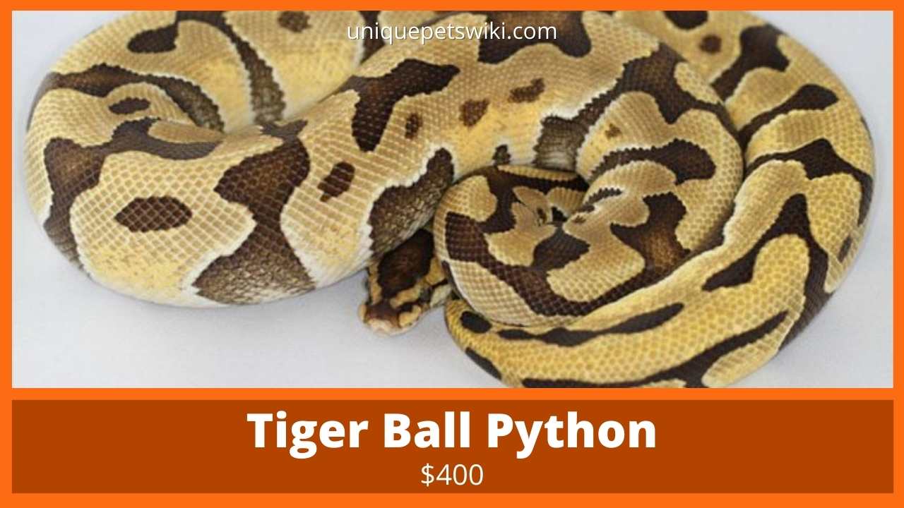 58 Ball Python Morphs: A-Z Morph Color List (With Pictures)