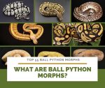 58 Ball Python Morphs: A-Z Morph Color List (With Pictures)