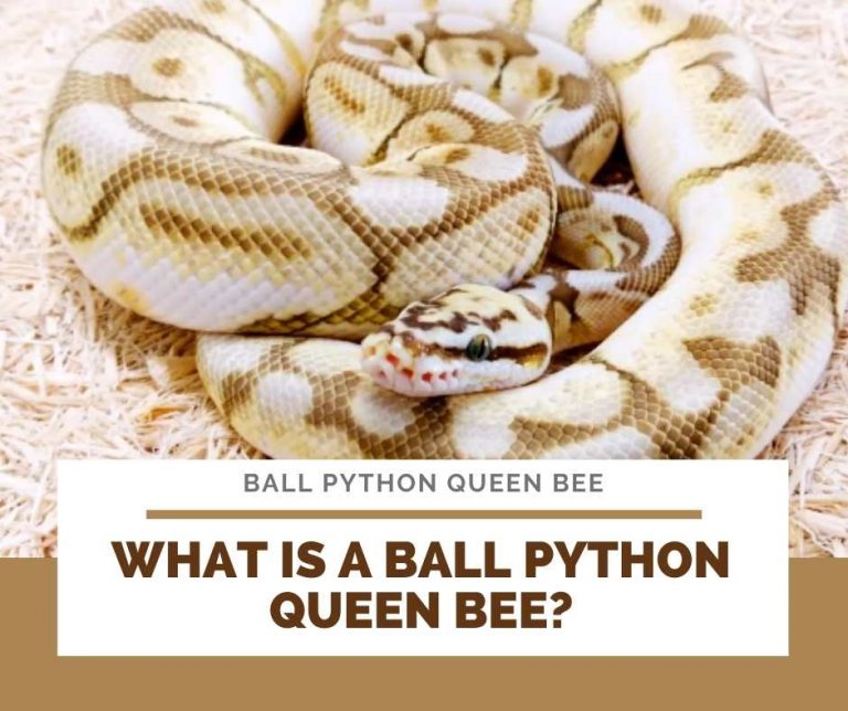 Ball Python Queen Bee: A Complete Guide With Pictures And Facts