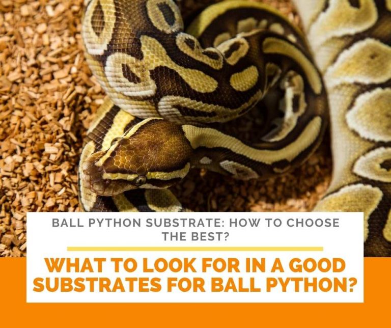 Ball Python Substrate: How To Choose The Best? (Buyers Guide)