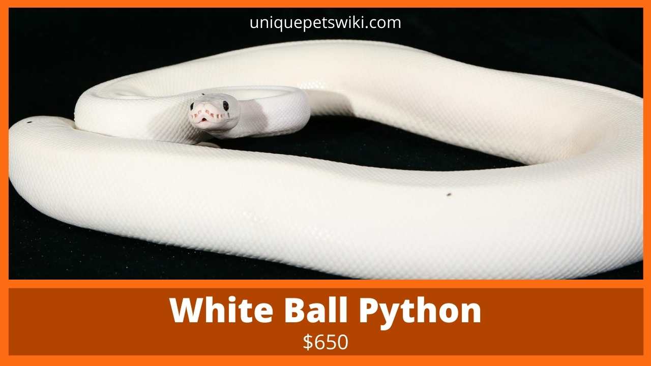 58 Ball Python Morphs: A-Z Morph Color List (With Pictures)