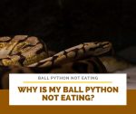 Ball Python Not Eating: 7 Reasons Why. Take Action!