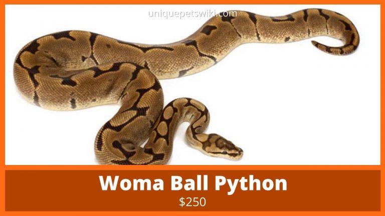58 Ball Python Morphs: A-Z Morph Color List (With Pictures)