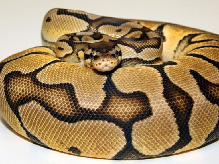 How Much Does A Ball Python Cost? 15 Morphs' Prices