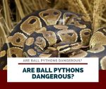 Are Ball Pythons Dangerous? How Hurt Their Bite Is?