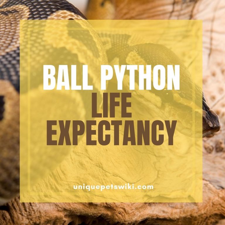 Ball Python Life Expectancy - 05 Factors Shorten Your Ball Python longevity