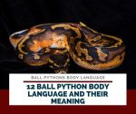 Ball Python Body Language: A Detailed Guide With Pictures