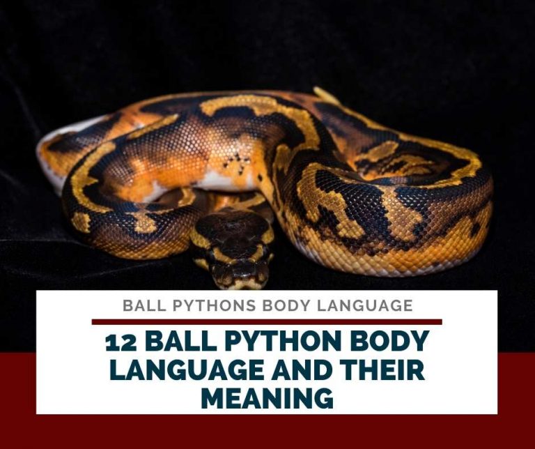 Ball Python Body Language: A Detailed Guide With Pictures