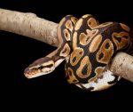 Ball Python Body Language: A Detailed Guide With Pictures