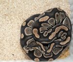 Ball Python Body Language: A Detailed Guide With Pictures