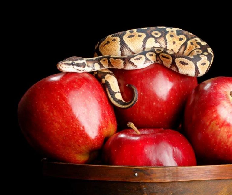 Ball Python Body Language: A Detailed Guide With Pictures