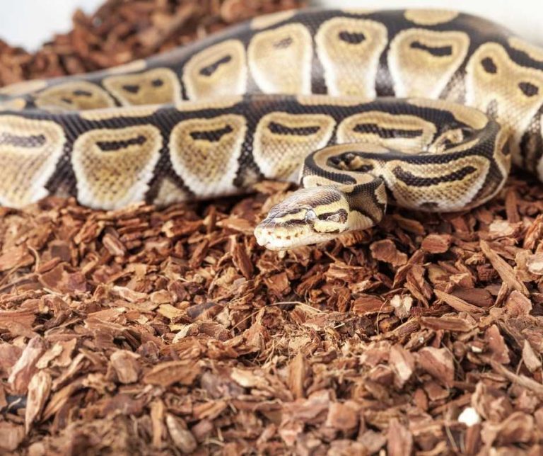 Ball Python Body Language: A Detailed Guide With Pictures