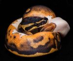 Ball Python Body Language: A Detailed Guide With Pictures
