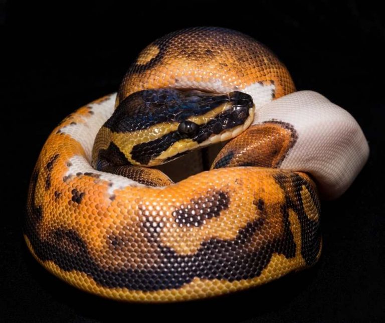 Ball Python Body Language: A Detailed Guide With Pictures