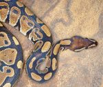 Ball Python Body Language: A Detailed Guide With Pictures
