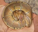 Ball Python Body Language: A Detailed Guide With Pictures