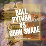Ball Python vs Corn Snake- Which Pet Snake is the Best for You?