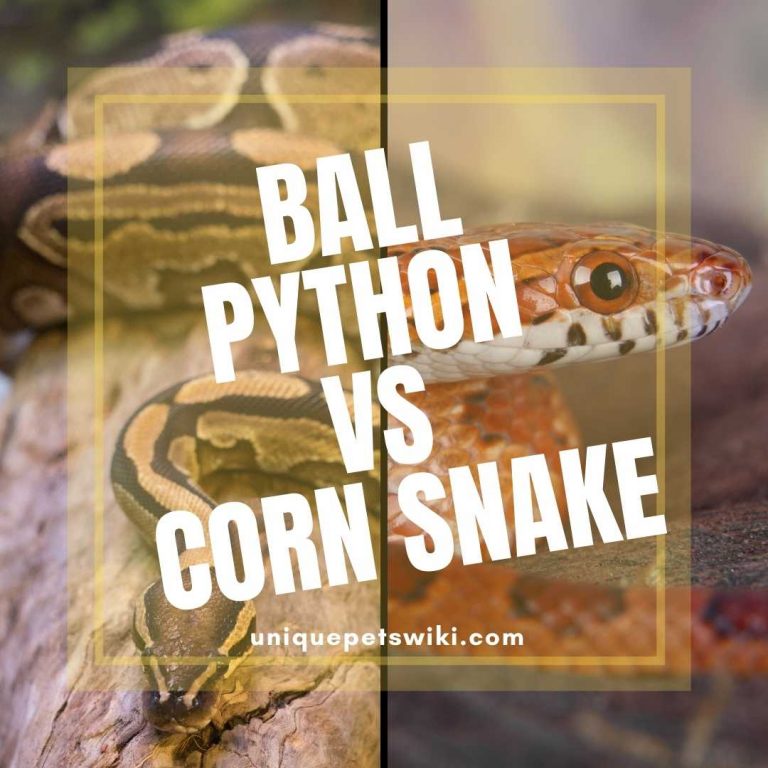 Ball Python vs Corn Snake- Which Pet Snake is the Best for You?