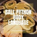 Ball Python Body Language: A Detailed Guide With Pictures