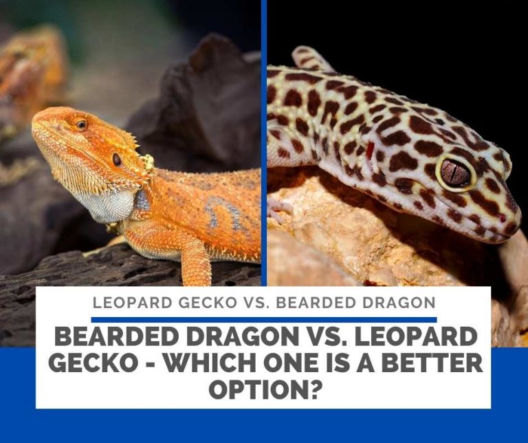 Leopard Gecko Vs. Bearded Dragon: Battle of Amazing Pet Reptiles!