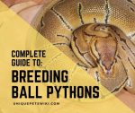 Ball Python Breeding: The Complete Guide