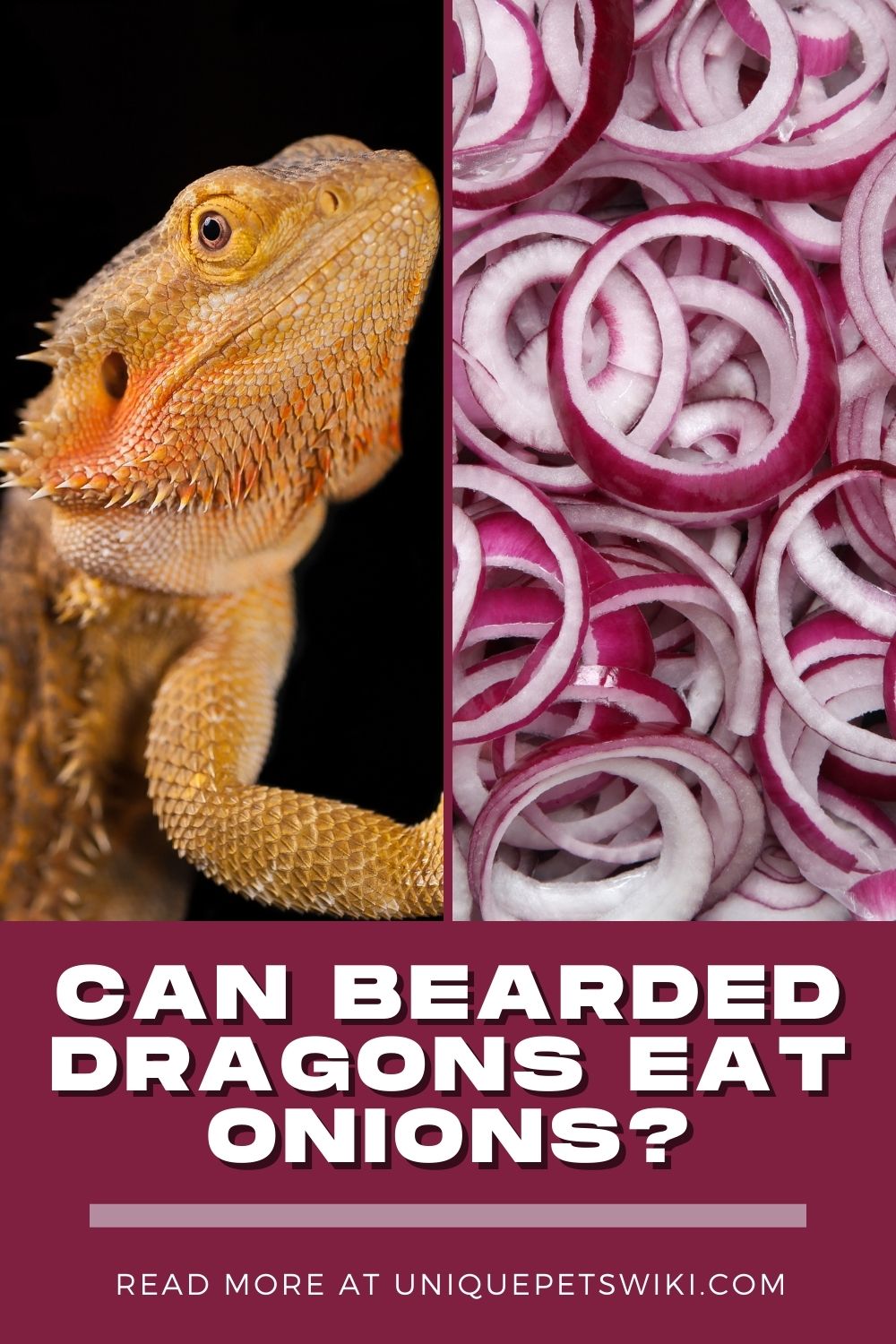 Can Bearded Dragons Eat Onions?: WARNING!
