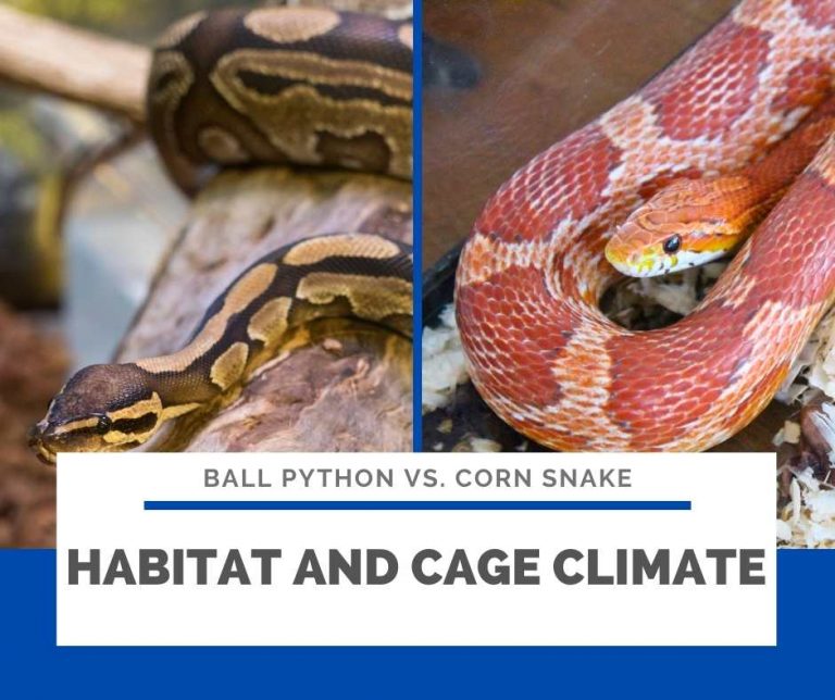 Ball Python vs Corn Snake- Which Pet Snake is the Best for You?