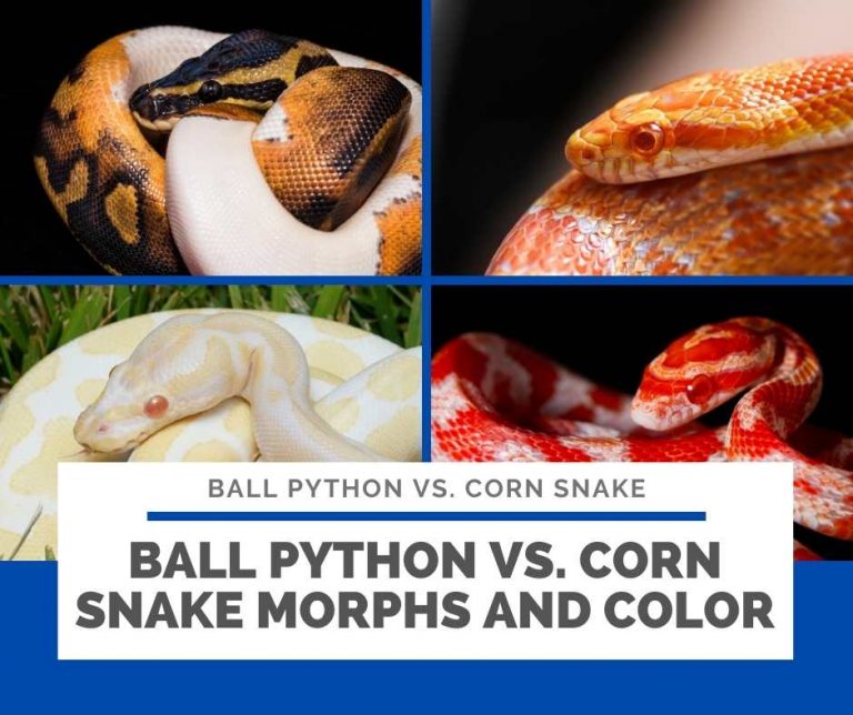 Ball Python vs Corn Snake- Which Pet Snake is the Best for You?