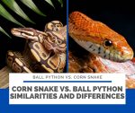 Ball Python vs Corn Snake- Which Pet Snake is the Best for You?